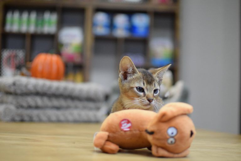 Connecticut Abyssinian Kittens For Sale