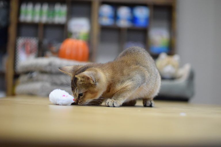 Connecticut Abyssinian Kittens For Sale
