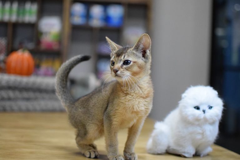Connecticut Abyssinian Kittens For Sale