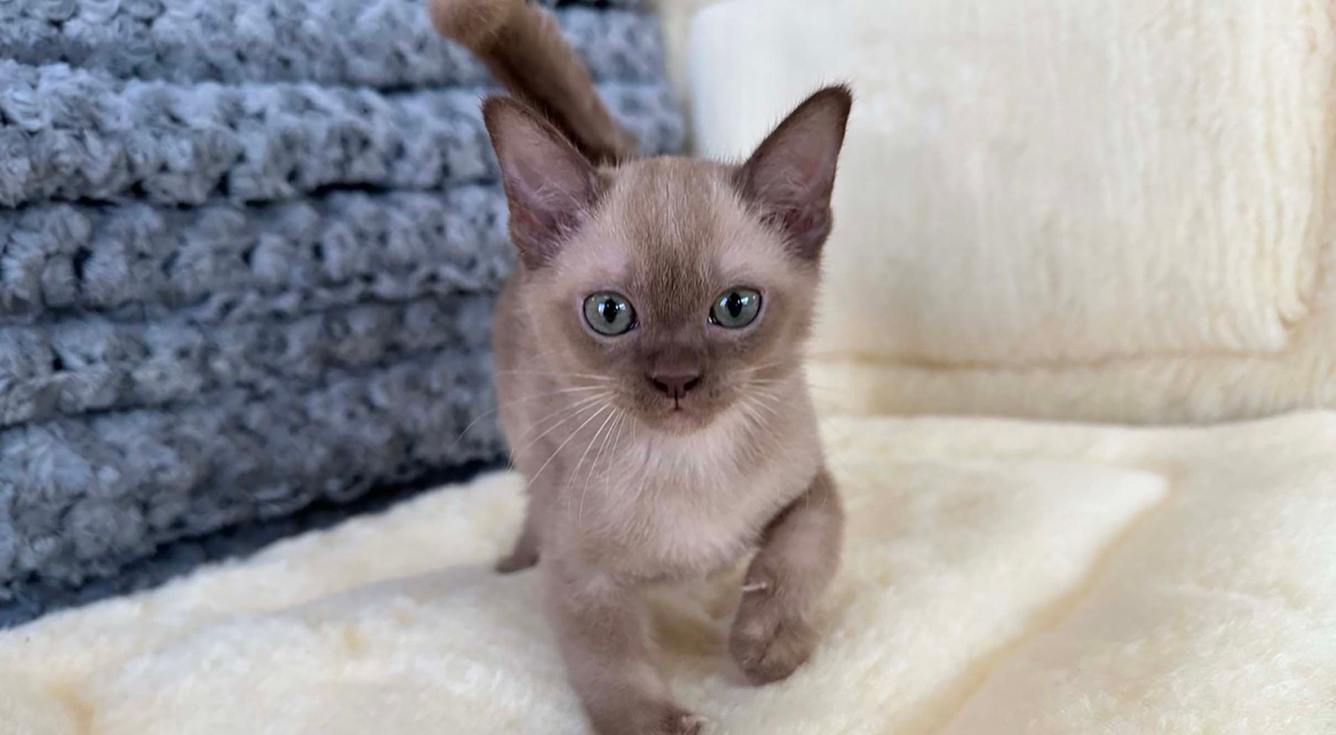 Connecticut Kittens For Sale