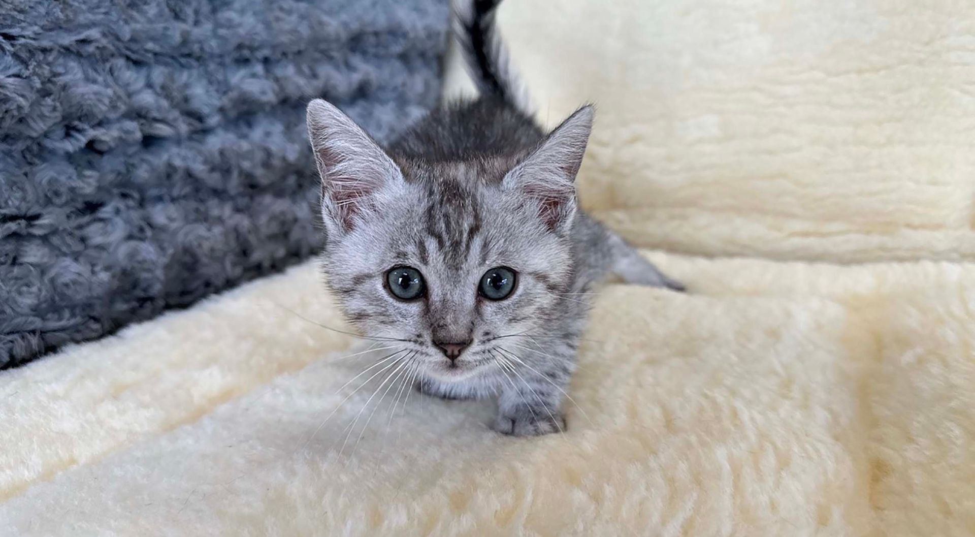 Connecticut Kittens For Sale