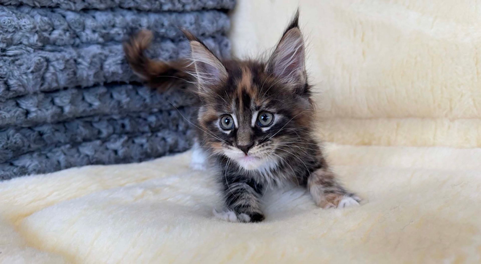 Connecticut Kittens For Sale