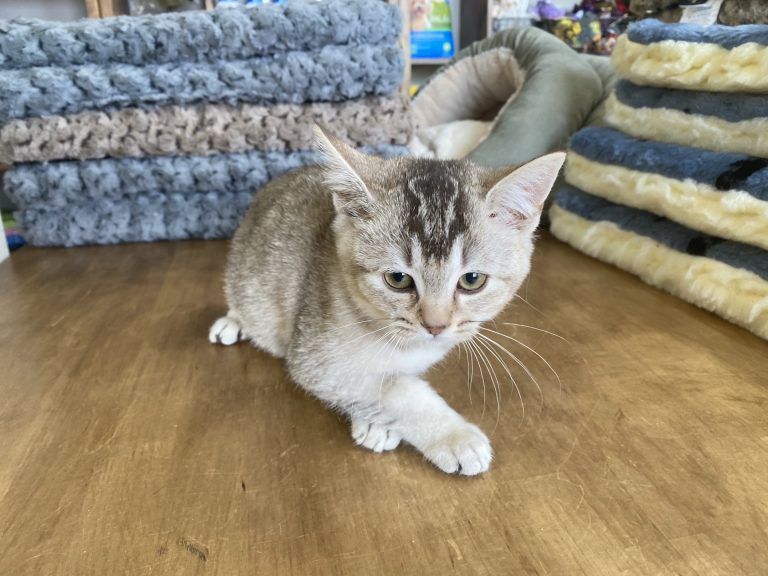 Connecticut British Shorthair Kittens For Sale