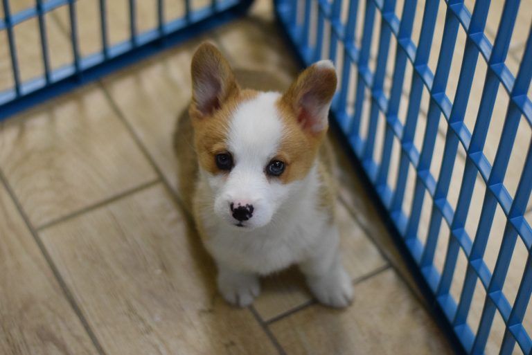 Connecticut Corgi Puppies For Sale