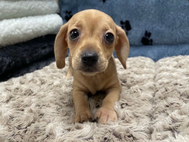 New York CT Mini Dachshund Puppies for Sale