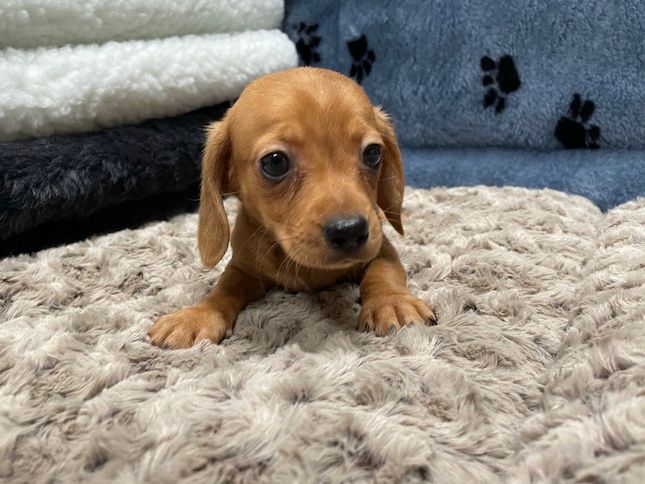 New York CT Mini Dachshund Puppies for Sale