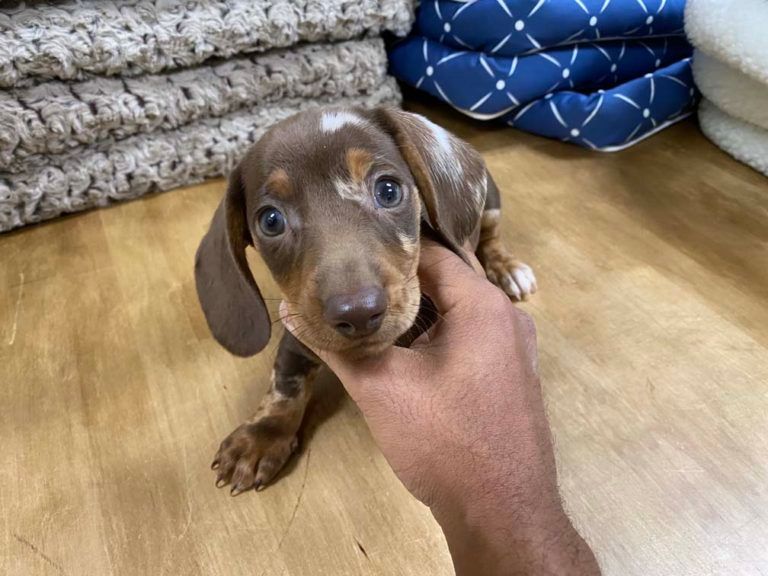 New York CT Mini Dachshund Puppies for Sale