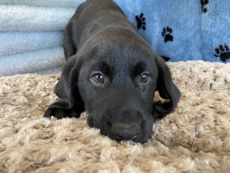 New York CT Labrador Retriever Puppies for Sale