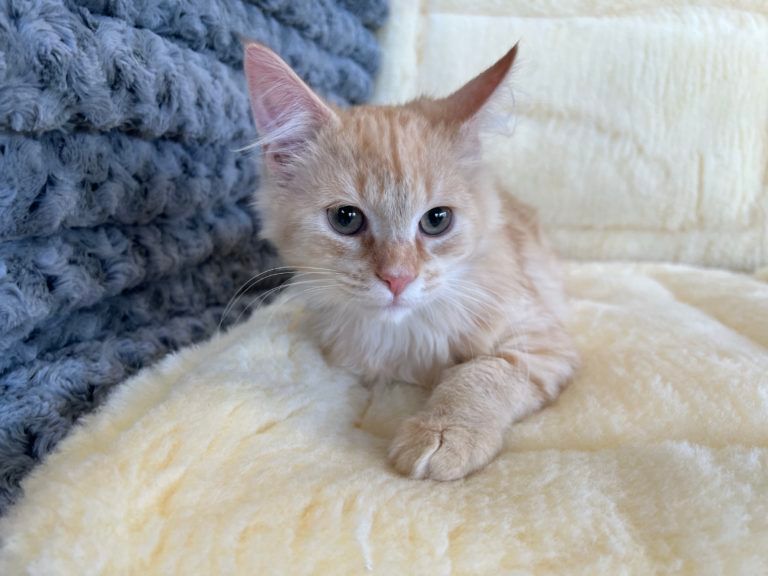 Connecticut Maine Coon Kittens For Sale