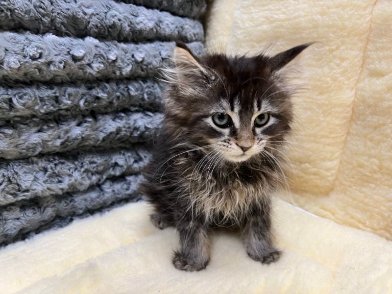 Connecticut Maine Coon Kittens For Sale
