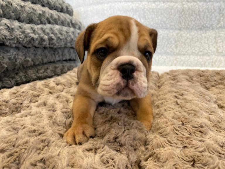 New York CT Mini Bulldog Puppies for Sale