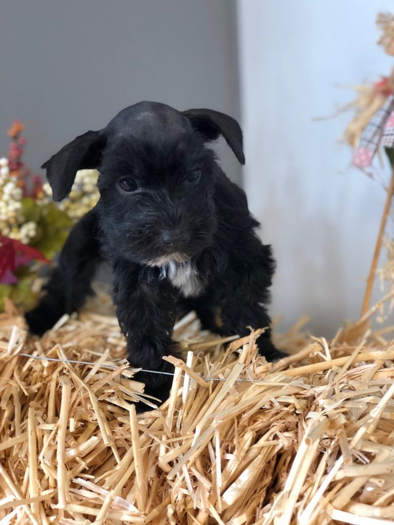 Connecticut Schnauzer Puppies For Sale