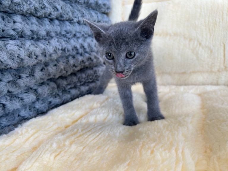 Russian Blue Kittens For Sale