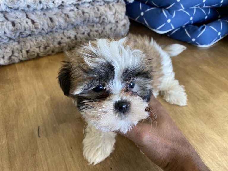 Connecticut Shih Tzu Puppies For Sale