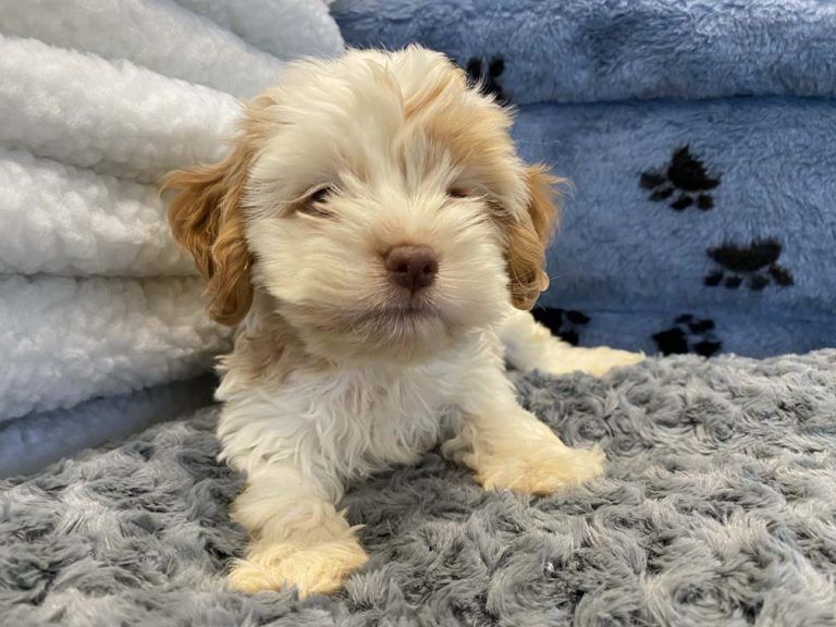 Connecticut Shih Tzu Puppies For Sale