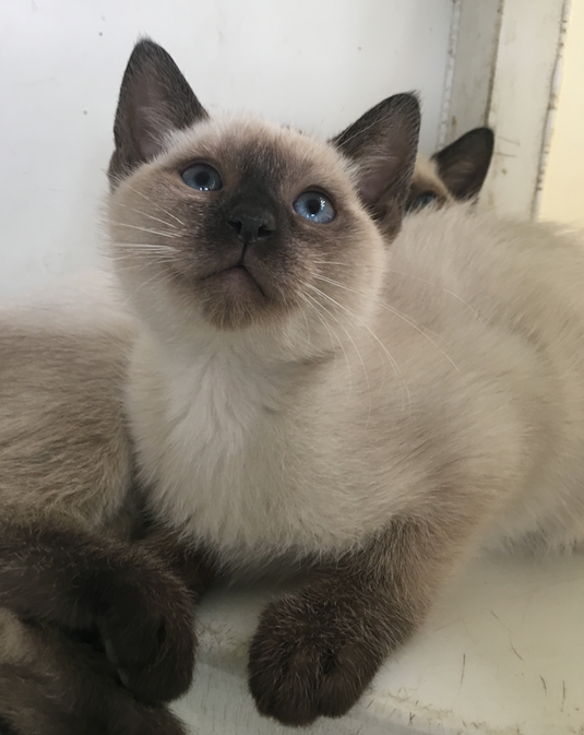 Connecticut Siamese Kittens For Sale
