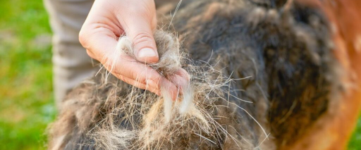 Dogs Hand Stripping: A Guide to Wire Coat Care