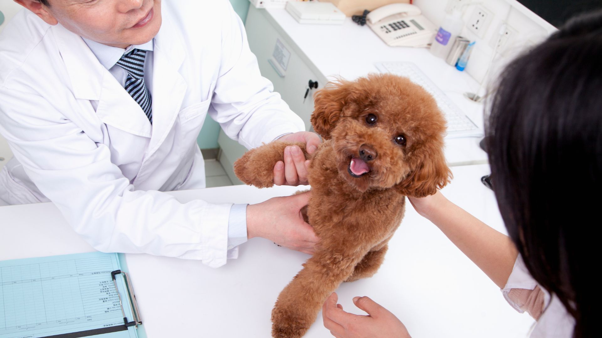 Overcoming the Veterinary Shortage