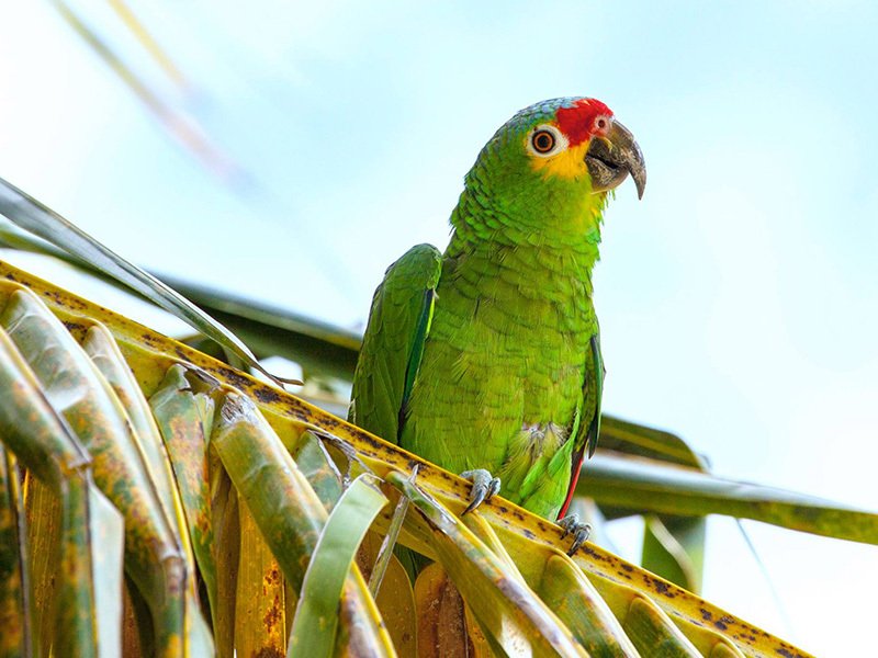 Green Parrot Belize | About