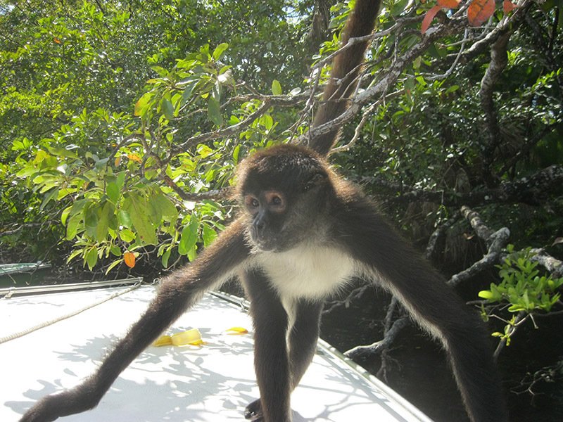 Monkey River Tours | Green Parrot Belize | Placencia