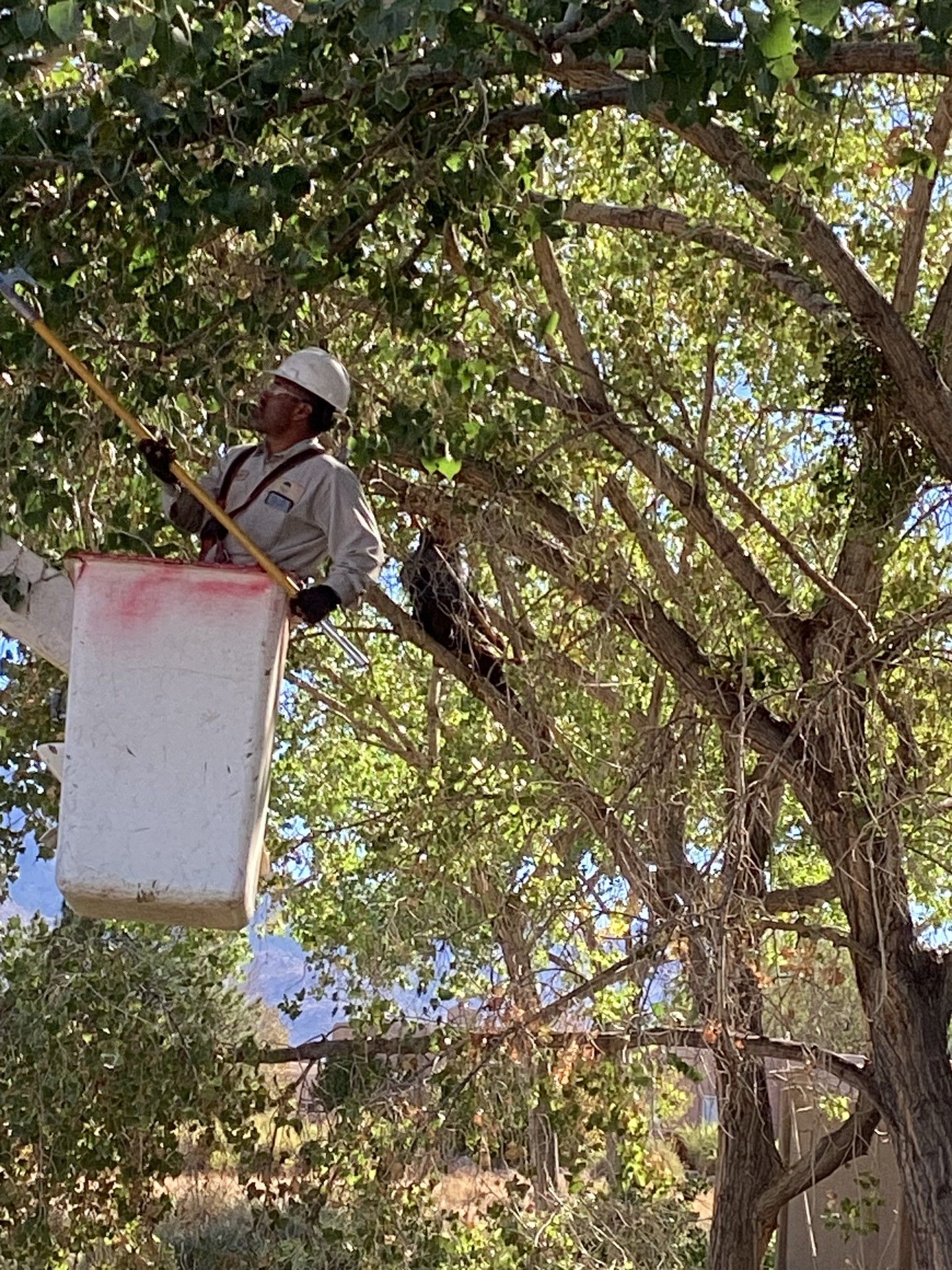 Baca's Trees | Gallery