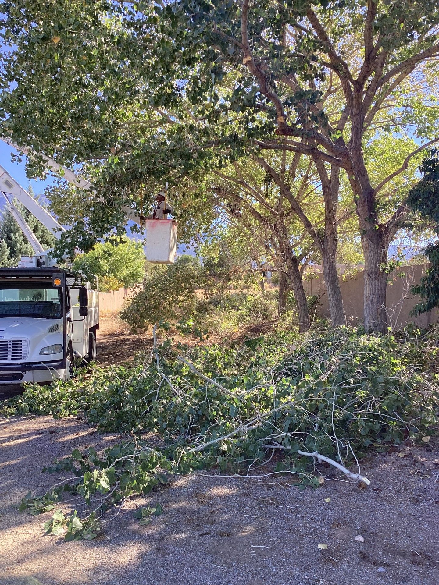 Baca's Trees | Gallery