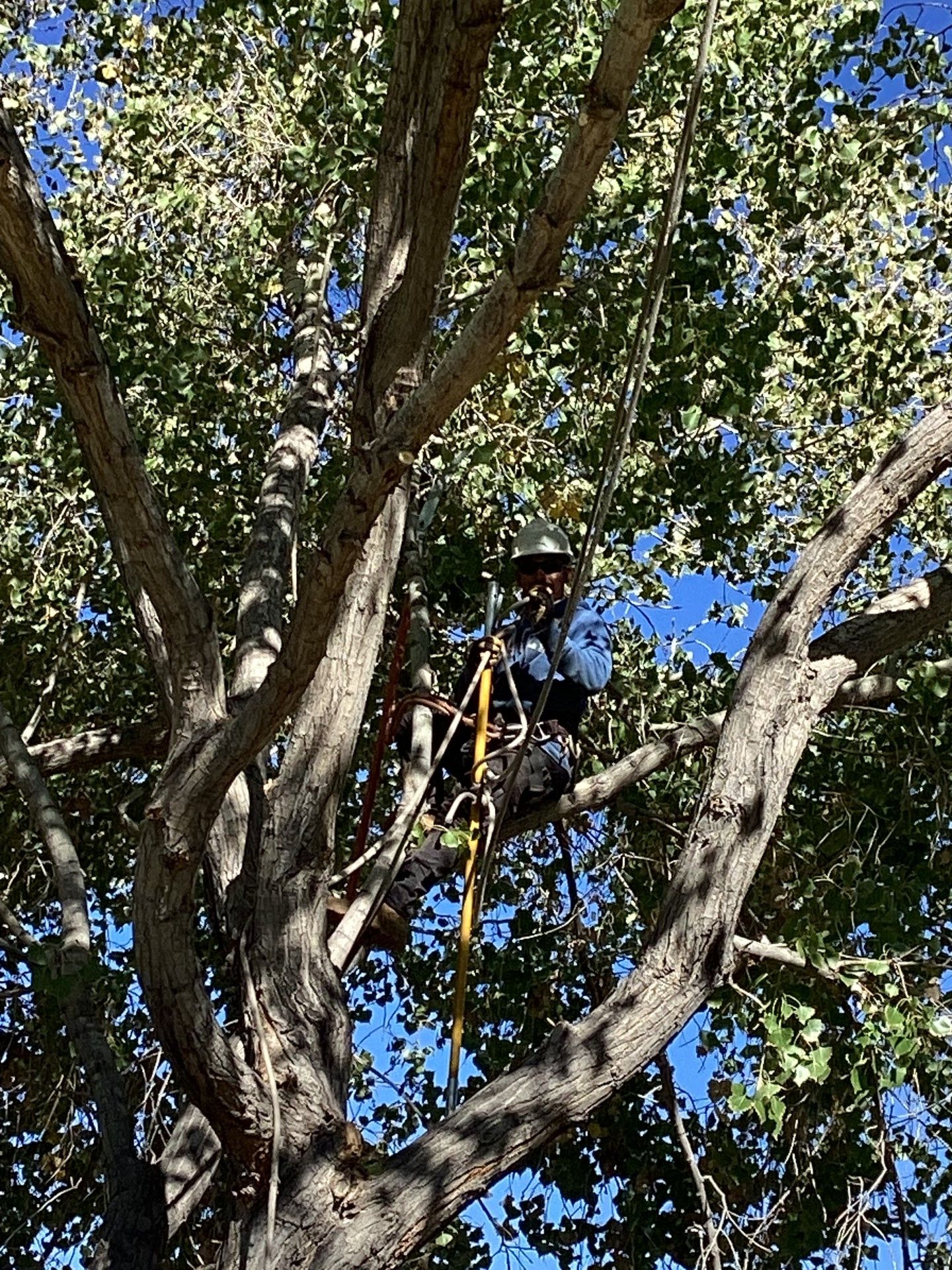 Baca's Trees | Gallery