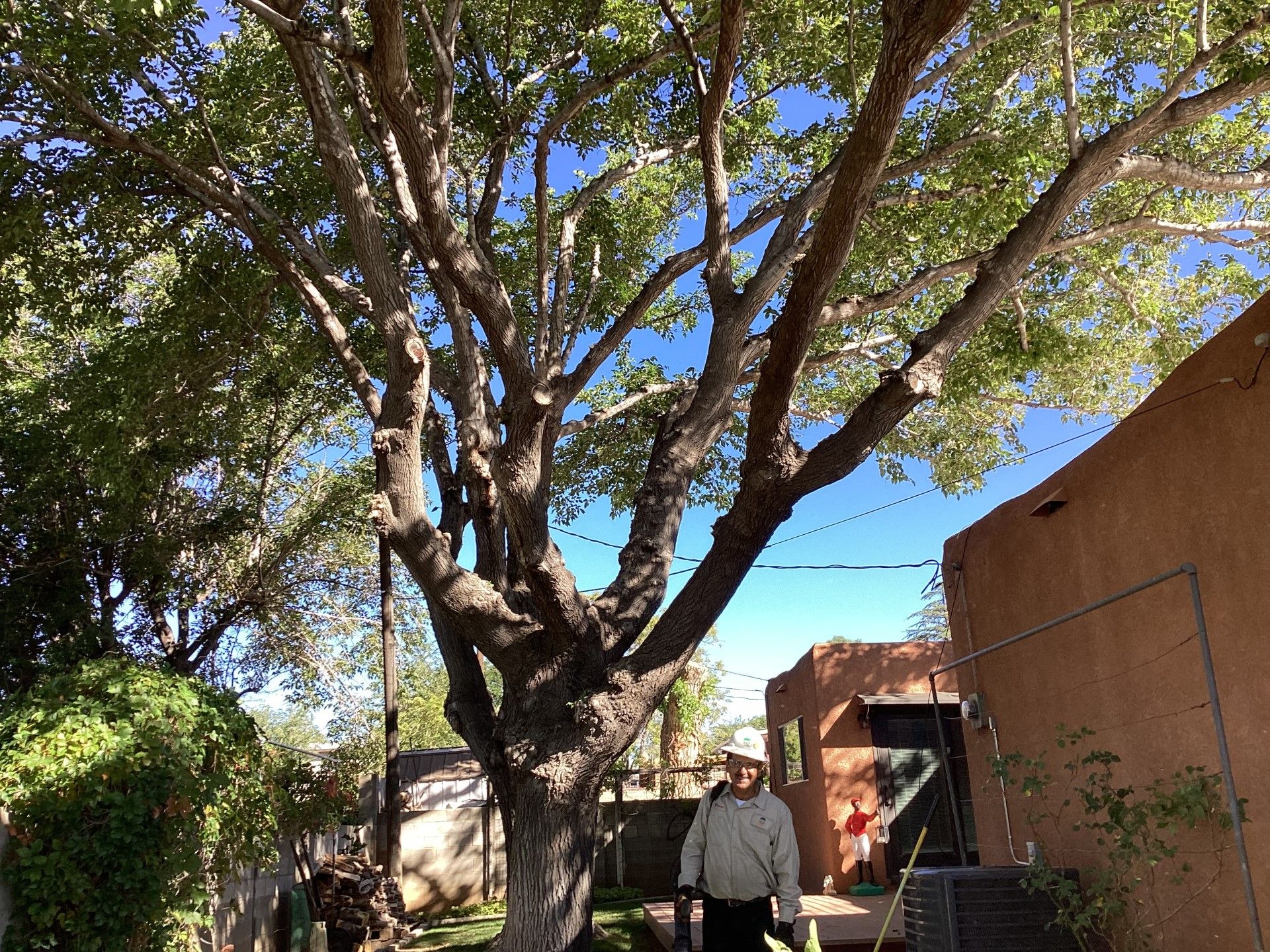 Baca's Trees | Gallery