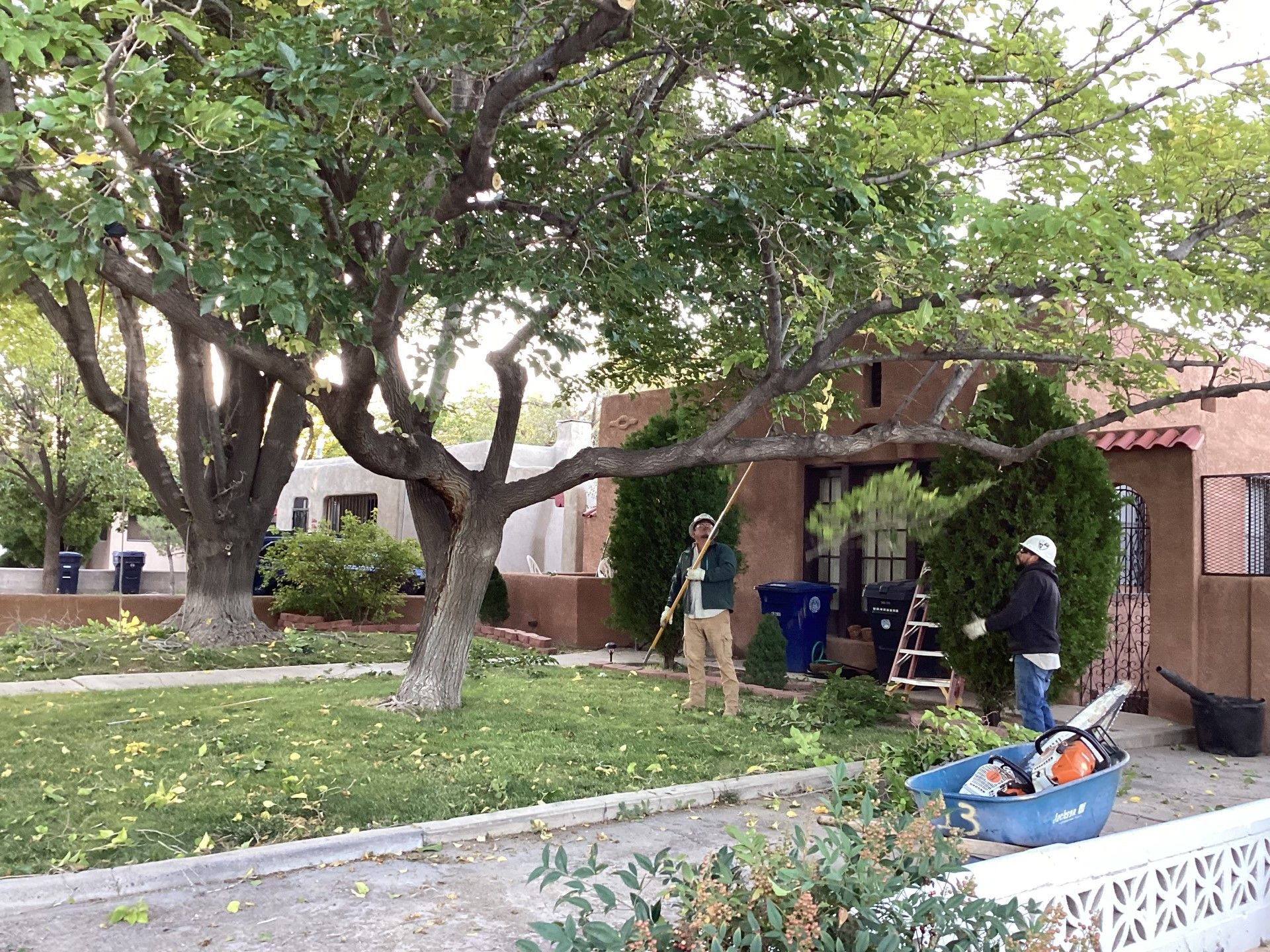 Baca's Trees | Gallery