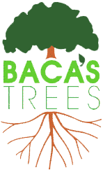 Baca’s Trees