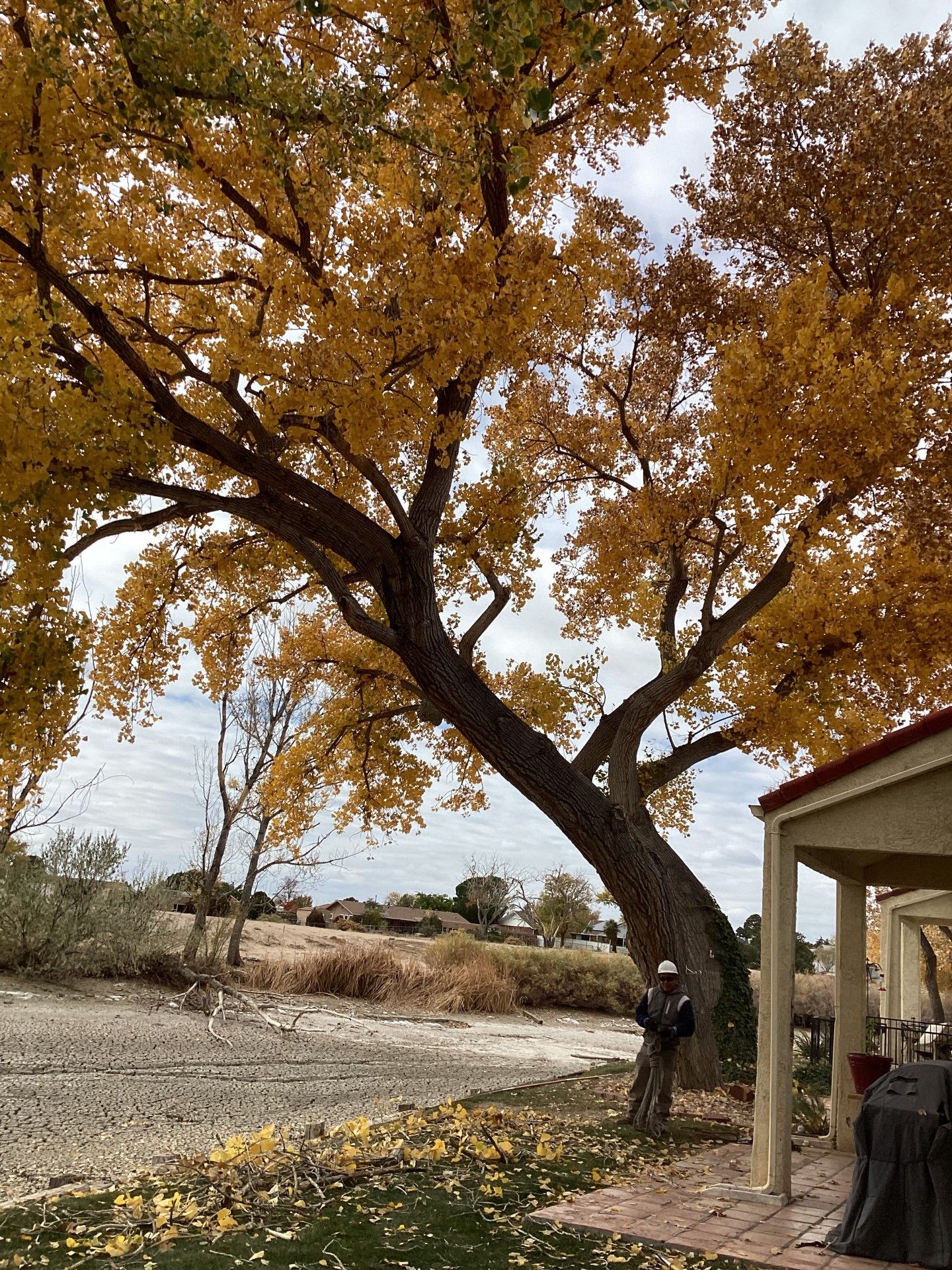 Baca's Trees | Gallery