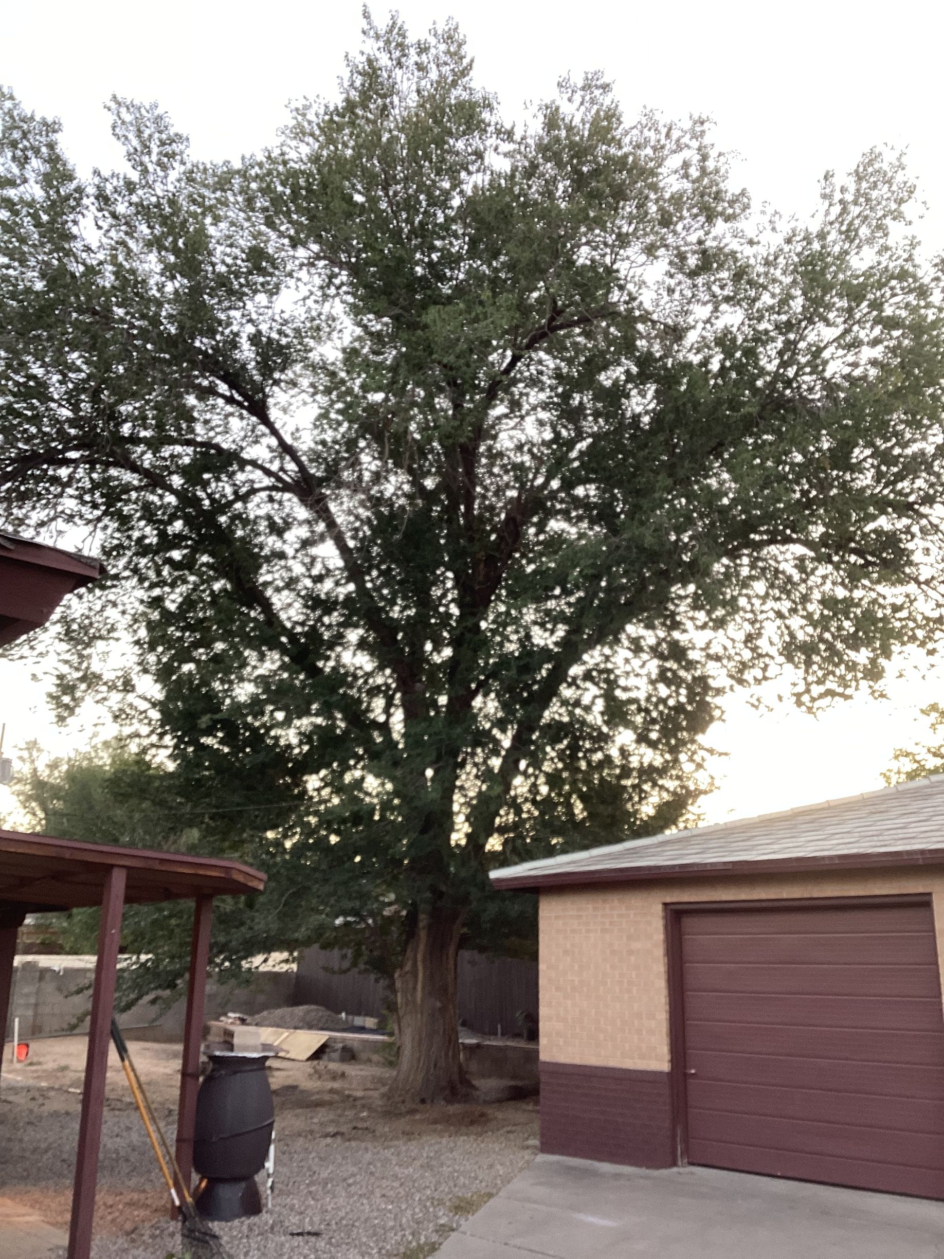 Baca's Trees | Gallery