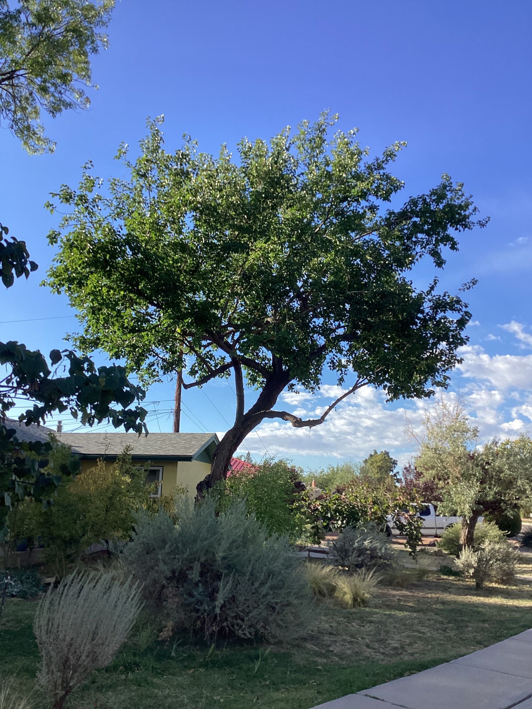 Baca's Trees | Gallery