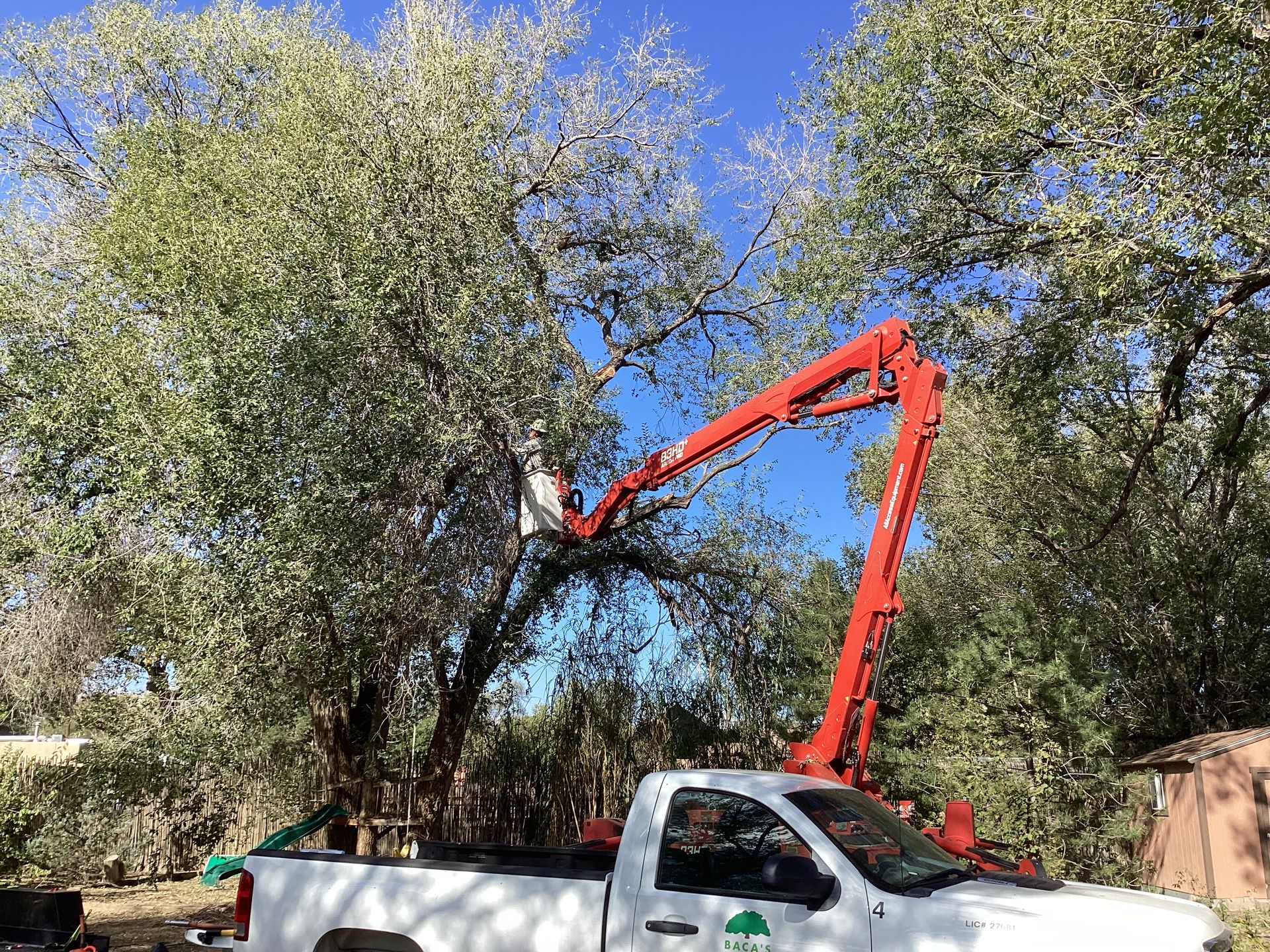 Baca's Trees | Gallery