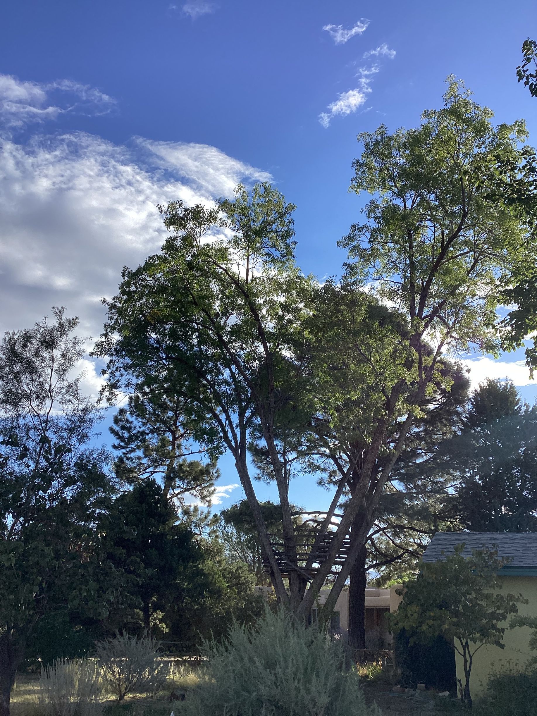 Baca's Trees | Gallery