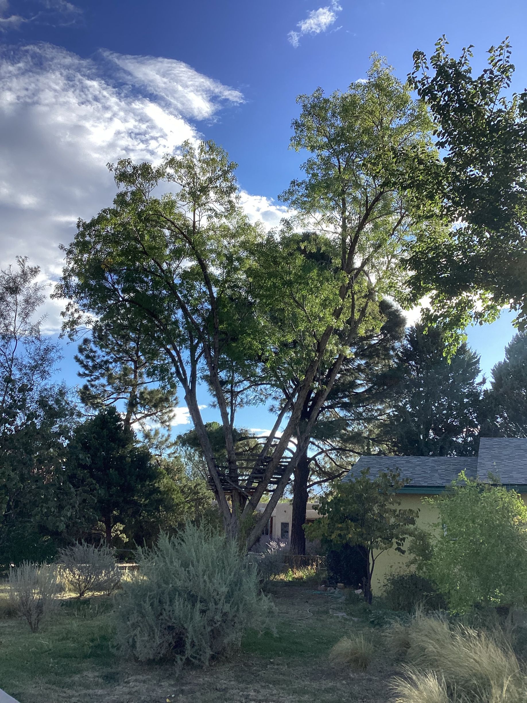 Baca's Trees | Gallery