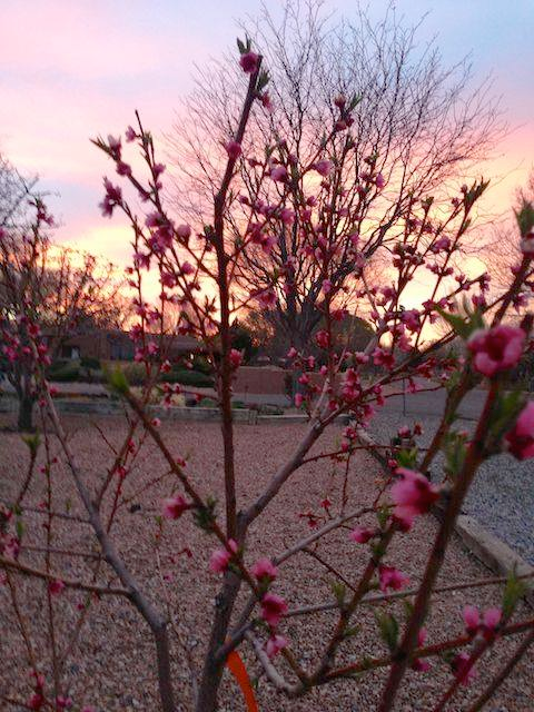 Baca's Trees | Gallery