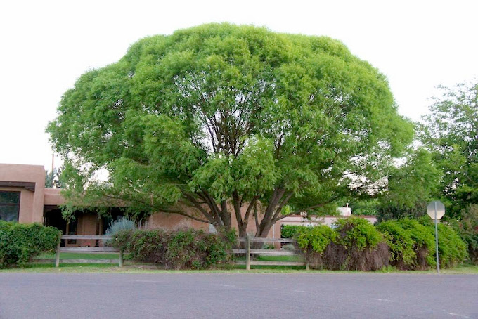 Baca's Trees | Gallery