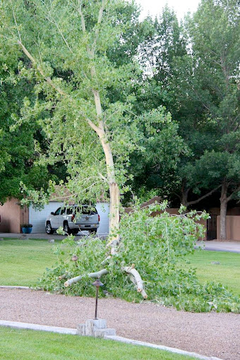 Baca's Trees | Gallery