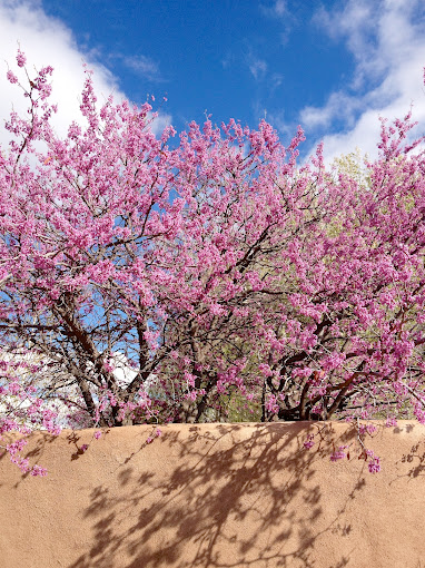 Baca's Trees | Gallery