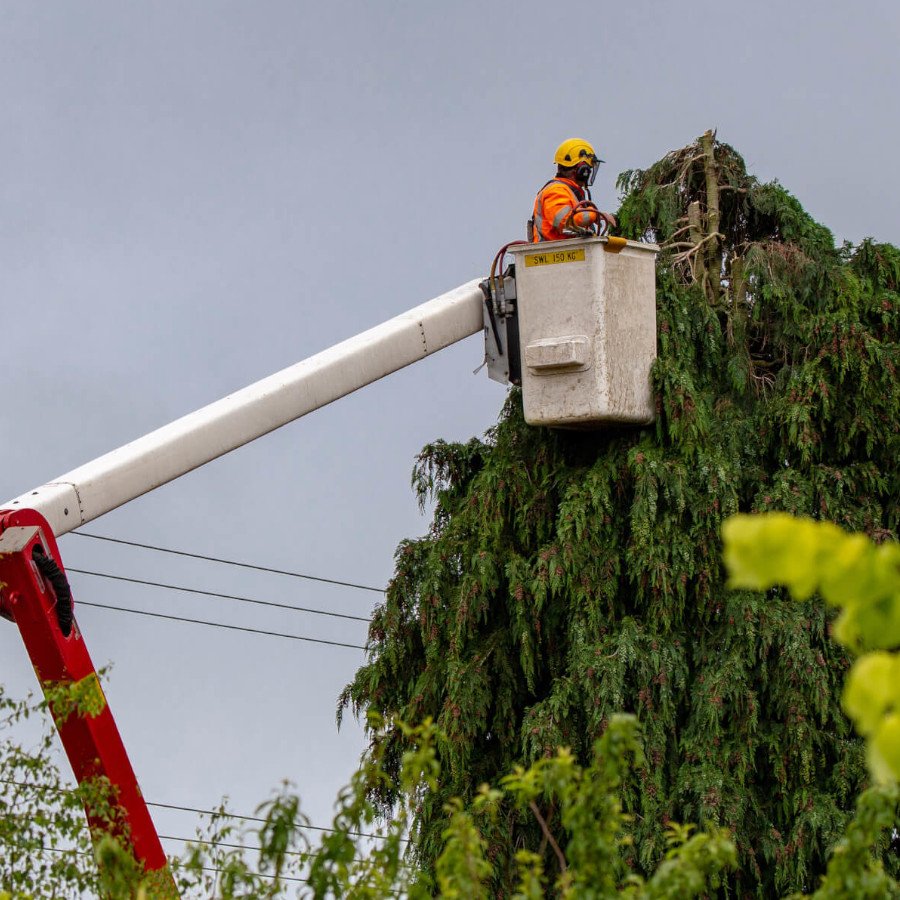 Tree Service Experts in Irvine, CA | Professional Tree Care