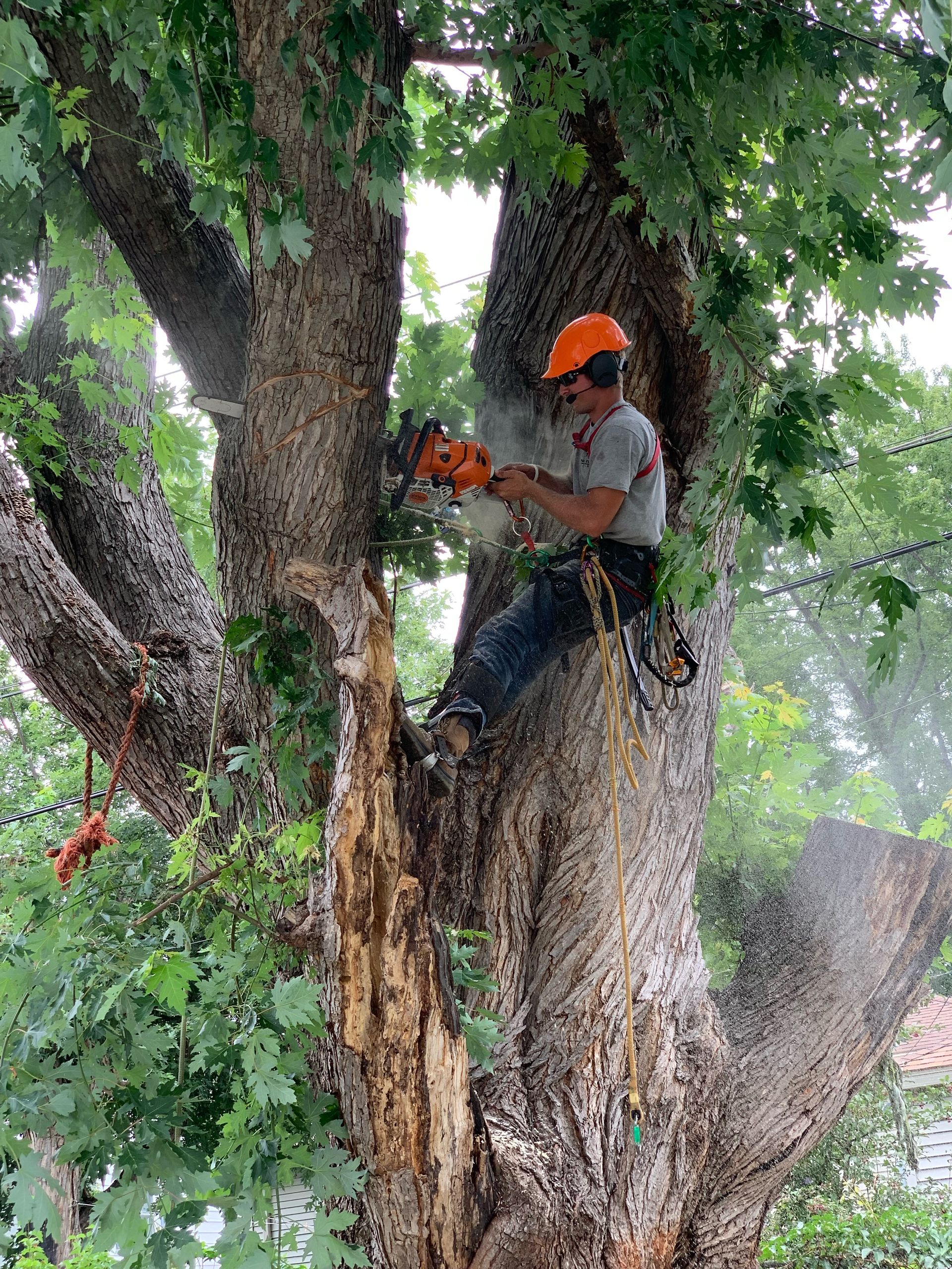 Tree Care Services | Olson Tree Services | Grand Meadow, MN