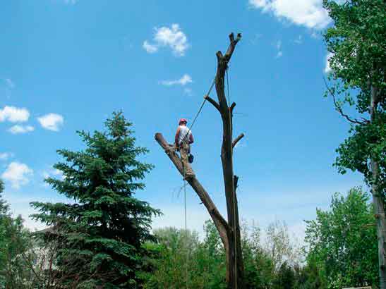 Tree Service Projects – Denver, CO – Complete Tree Care