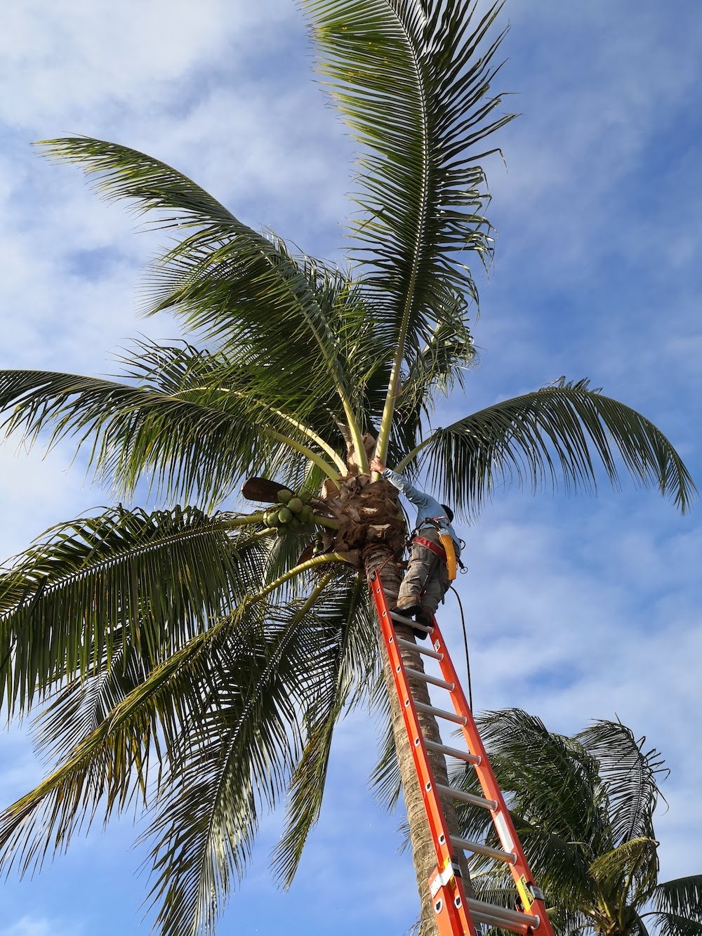 Tree Service Fort Lauderdale FL Trimming Removal
