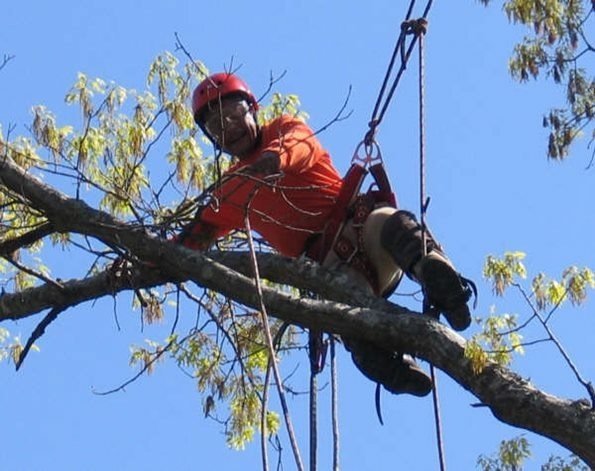 Home [www.aplus-treeservice.com]