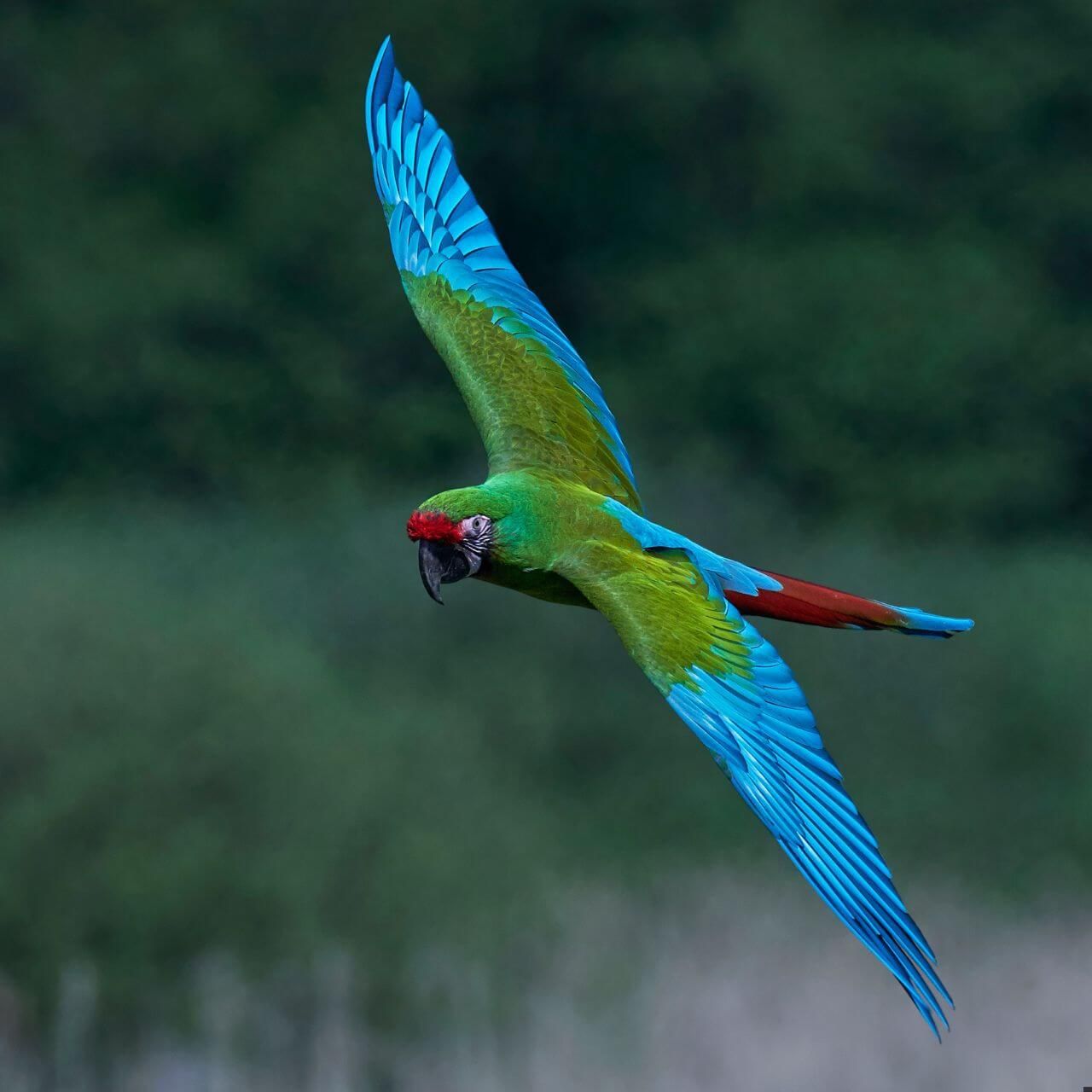 Macaws | The World's Largest Parrots