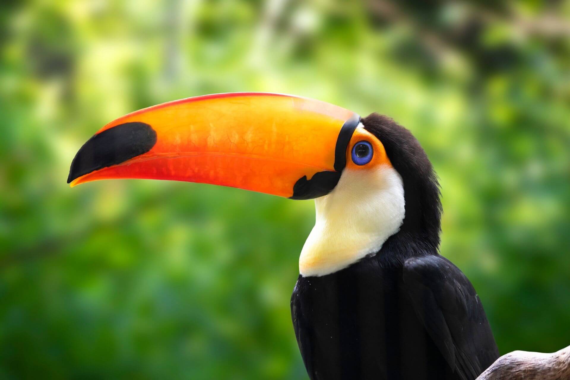 Toucans | Research Their Long, Colorful Beaks