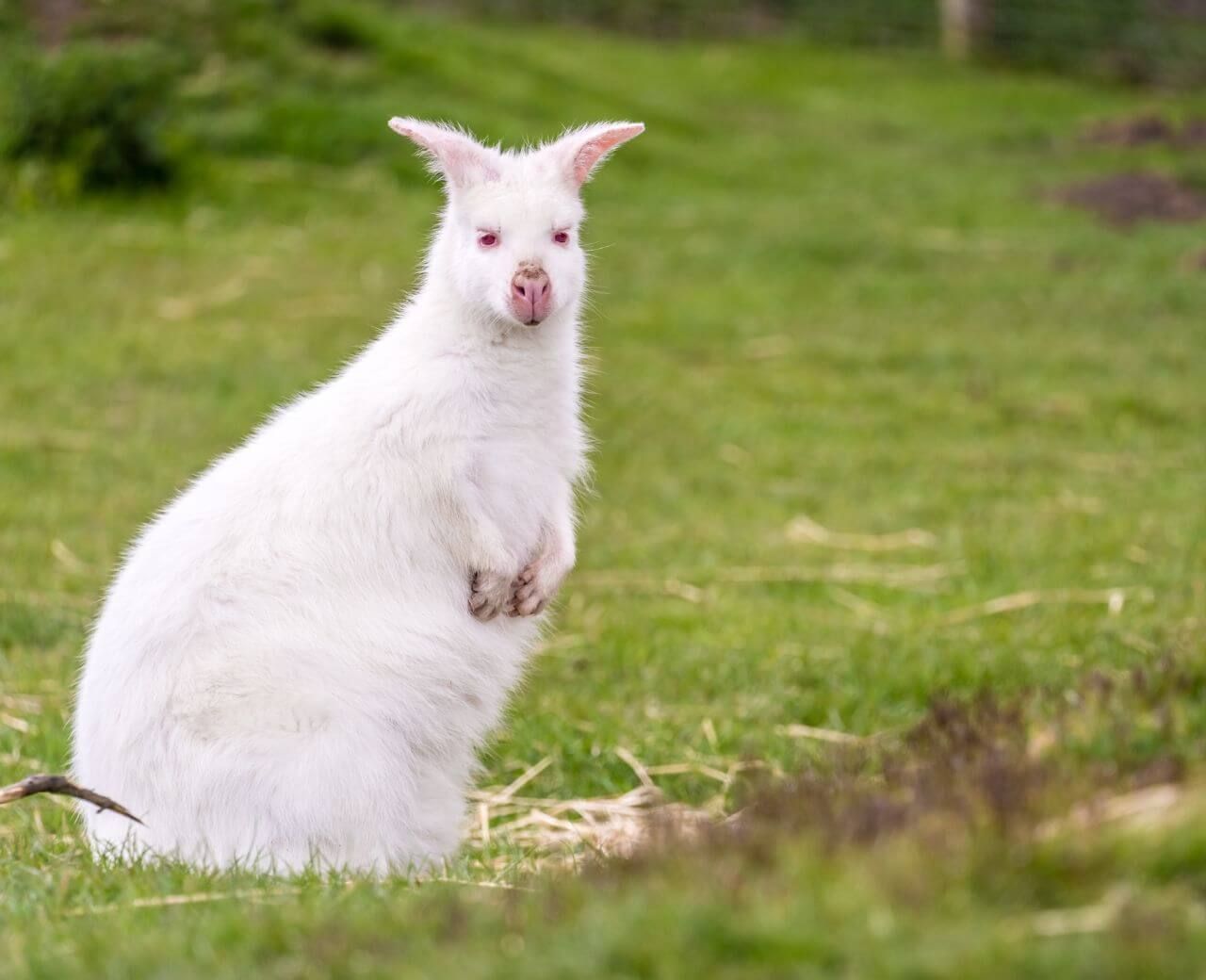 Color Mutations | Albino, Leucistic, and Melanistic Animals