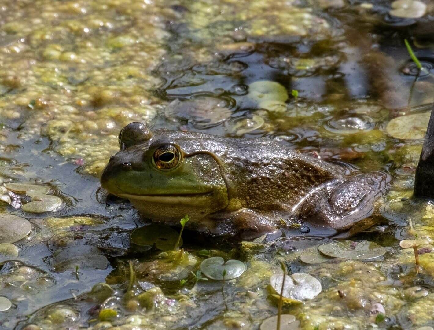 American Bullfrogs | The Largest Frog in North America