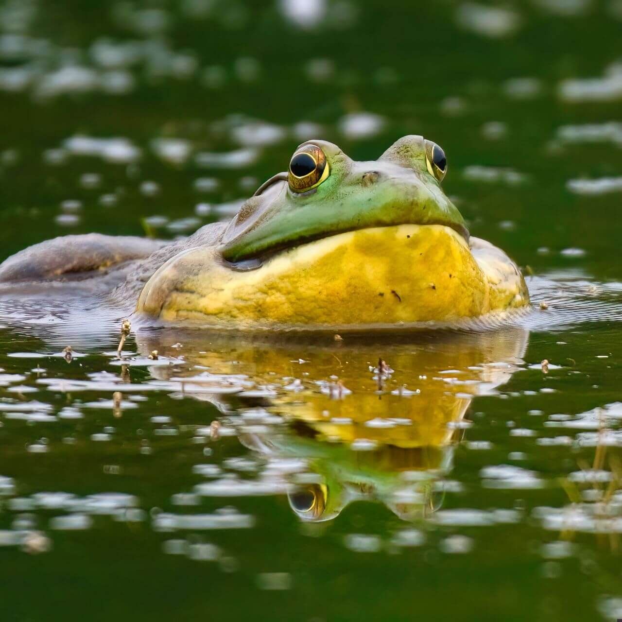 American Bullfrogs | The Largest Frog in North America
